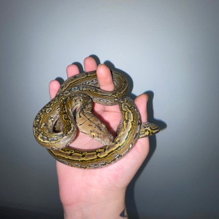 CnB Reptile - MorphMarket