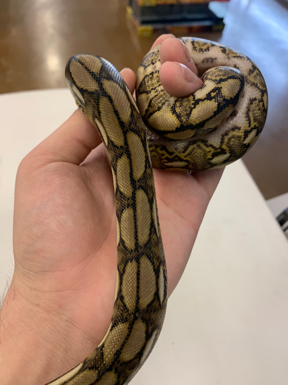 Reach Out Reptiles Dwarf Tiger Reticulated Python by CnB Reptile ...