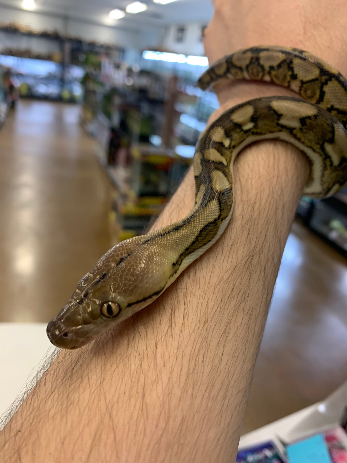 Reach Out Reptiles Dwarf Tiger Reticulated Python by CnB Reptile ...
