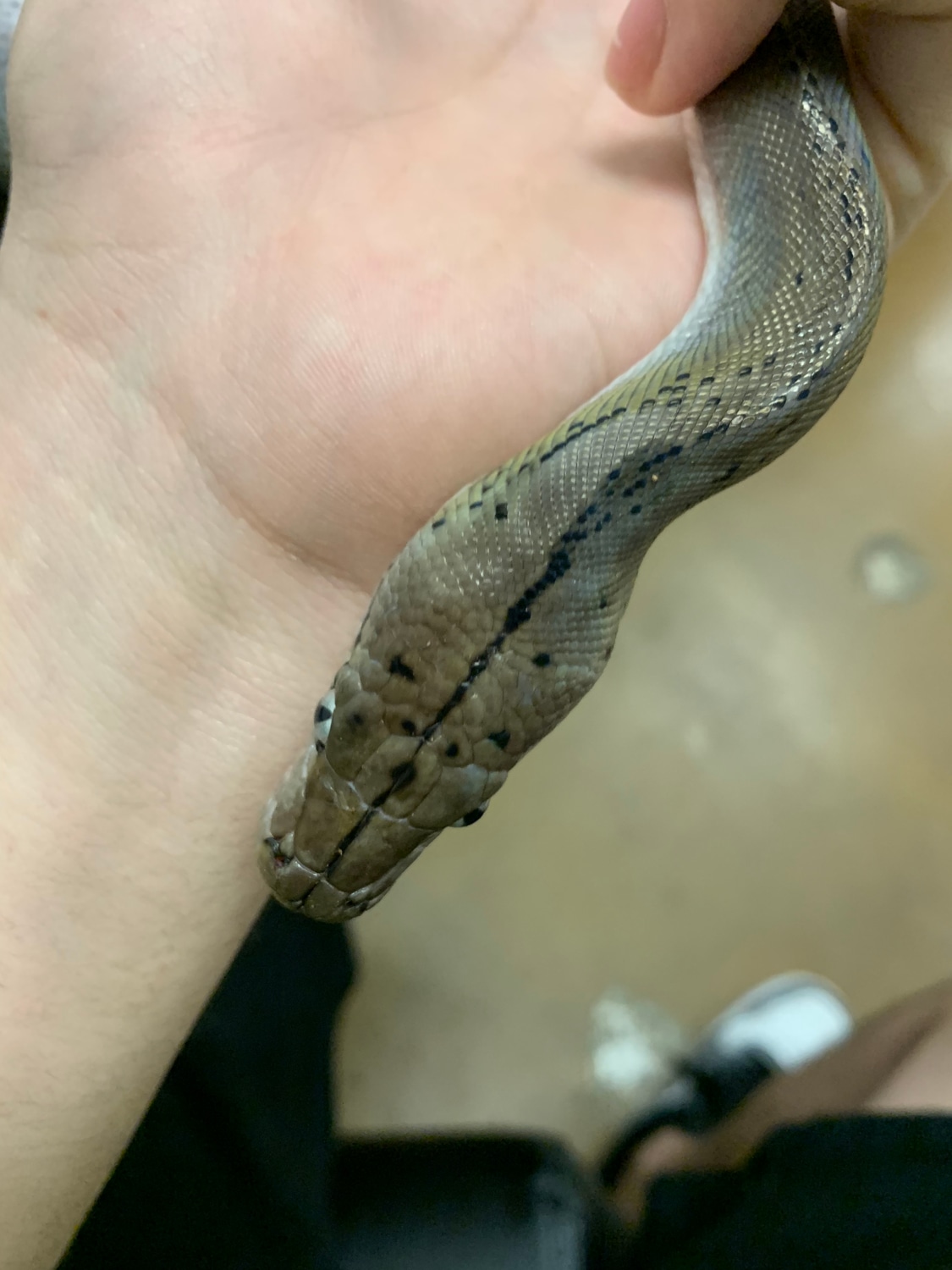 Reach Out Reptiles Super Dwarf Anery Motley Reticulated Python by CnB ...