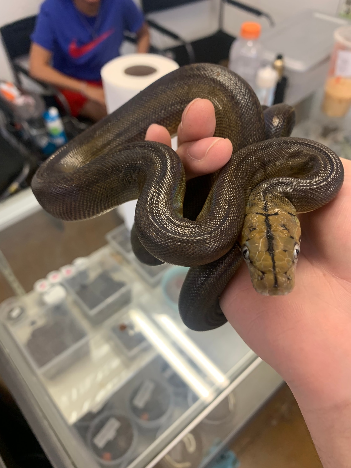 Super Dwarf Sunfire Goldenchild Reticulated Python by CnB Reptile ...