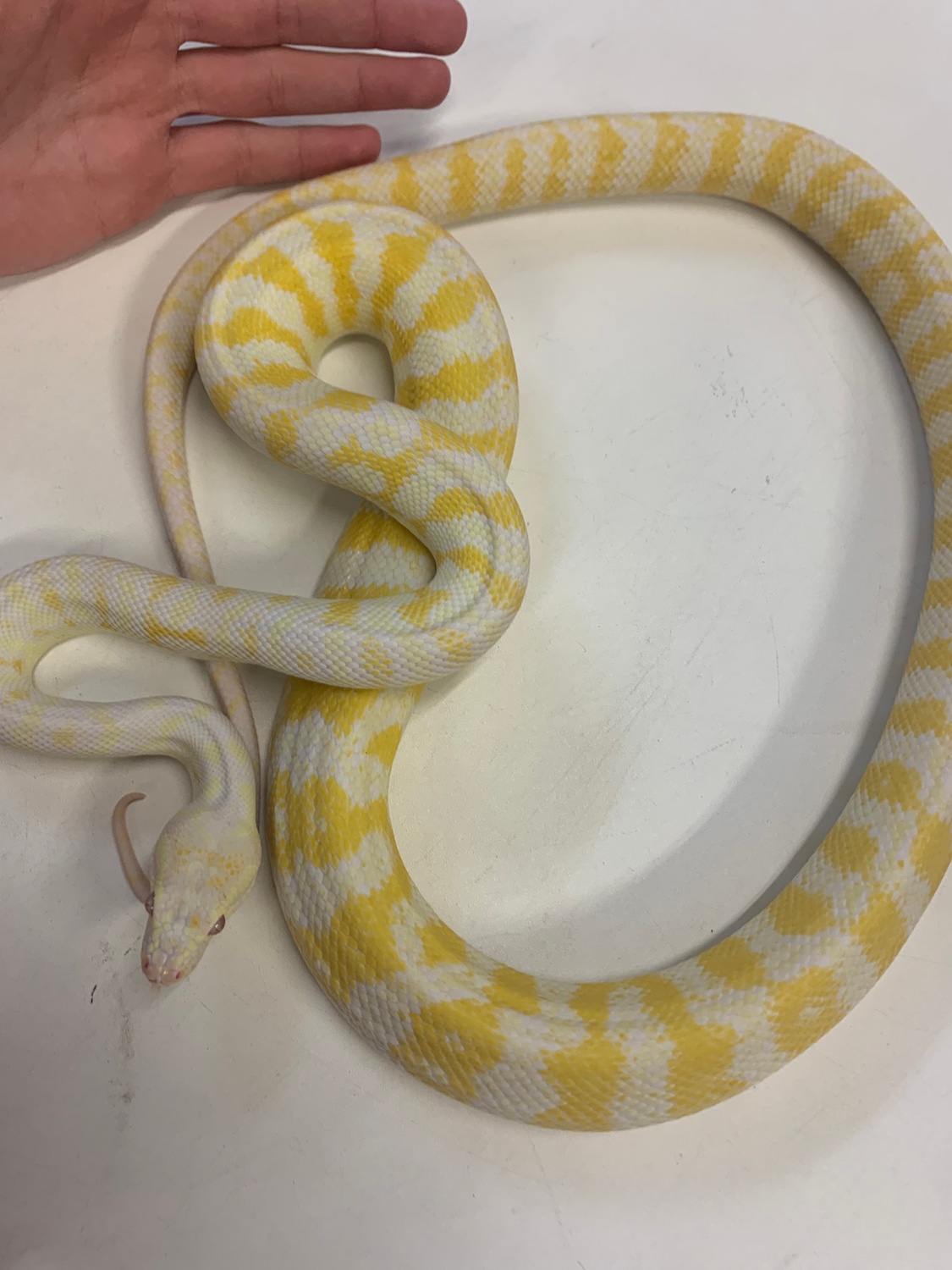 Albino Darwin Carpet Python by CnB Reptile - MorphMarket