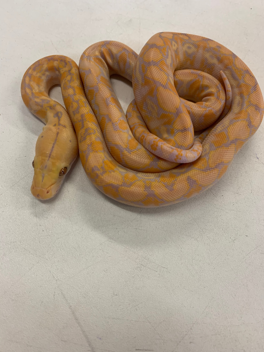 Reach Out Reptiles Lavender Super Dwarf Reticulated Python by CnB ...