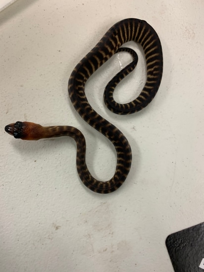 Dark Woma Python by CnB Reptile