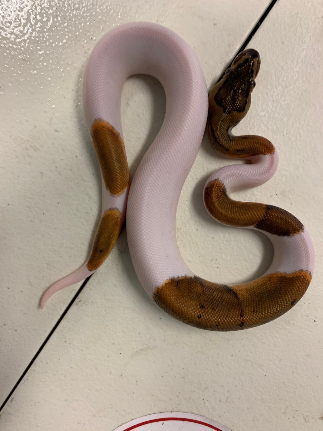 Pinstripe Pied Ball Python by CnB Reptile - MorphMarket