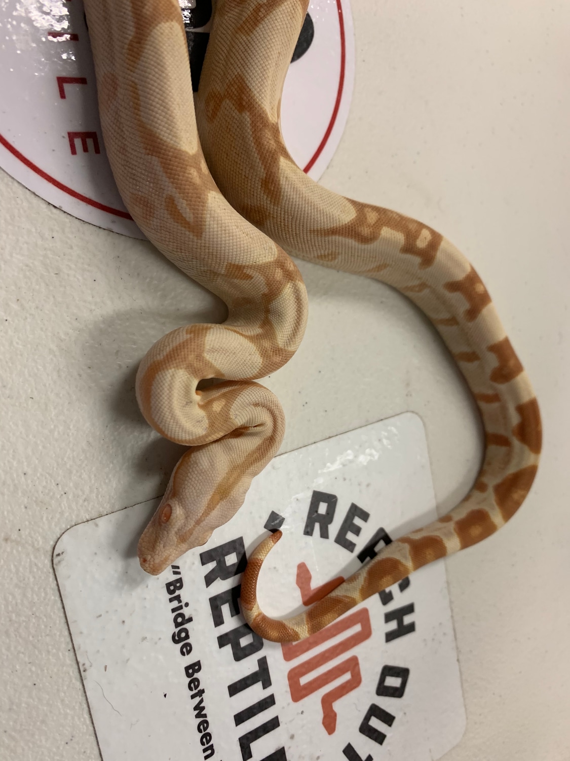 Sharp Sunglow 66% Het Snow Boa Constrictor by CnB Reptile - MorphMarket