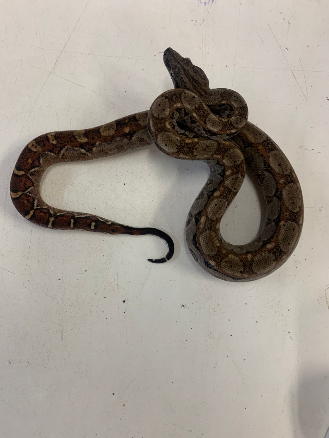 Hypo Sonoran Boa Constrictor by CnB Reptile - MorphMarket