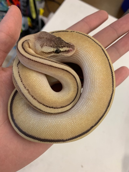 Pastel G-Stripe Ball Python by CnB Reptile