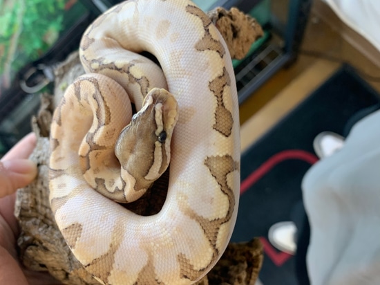 Bamboo Bubblegum Ball Python by CnB Reptile