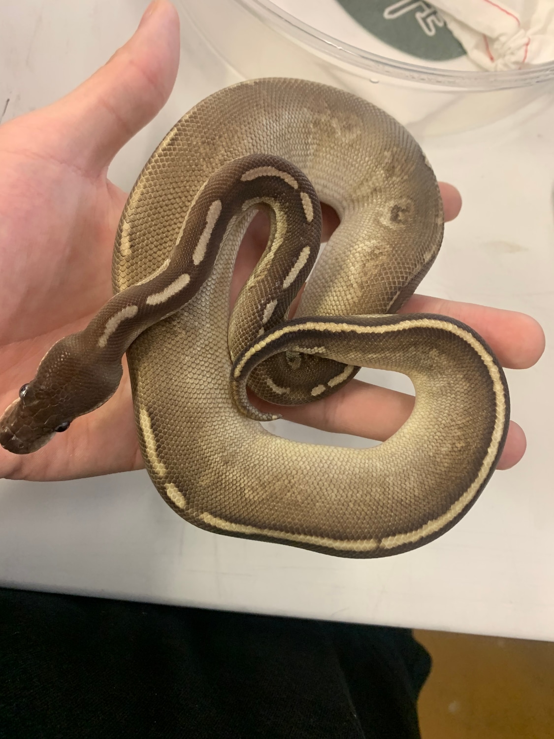 Super Nanny Cinnamon Mojave Ball Python by CnB Reptile - MorphMarket