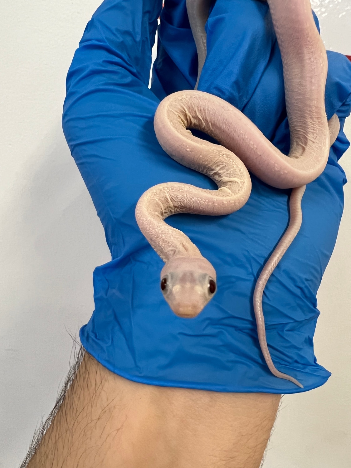 Leucistic Scaleless Texas Western Rat Snake by CnB Reptile - MorphMarket
