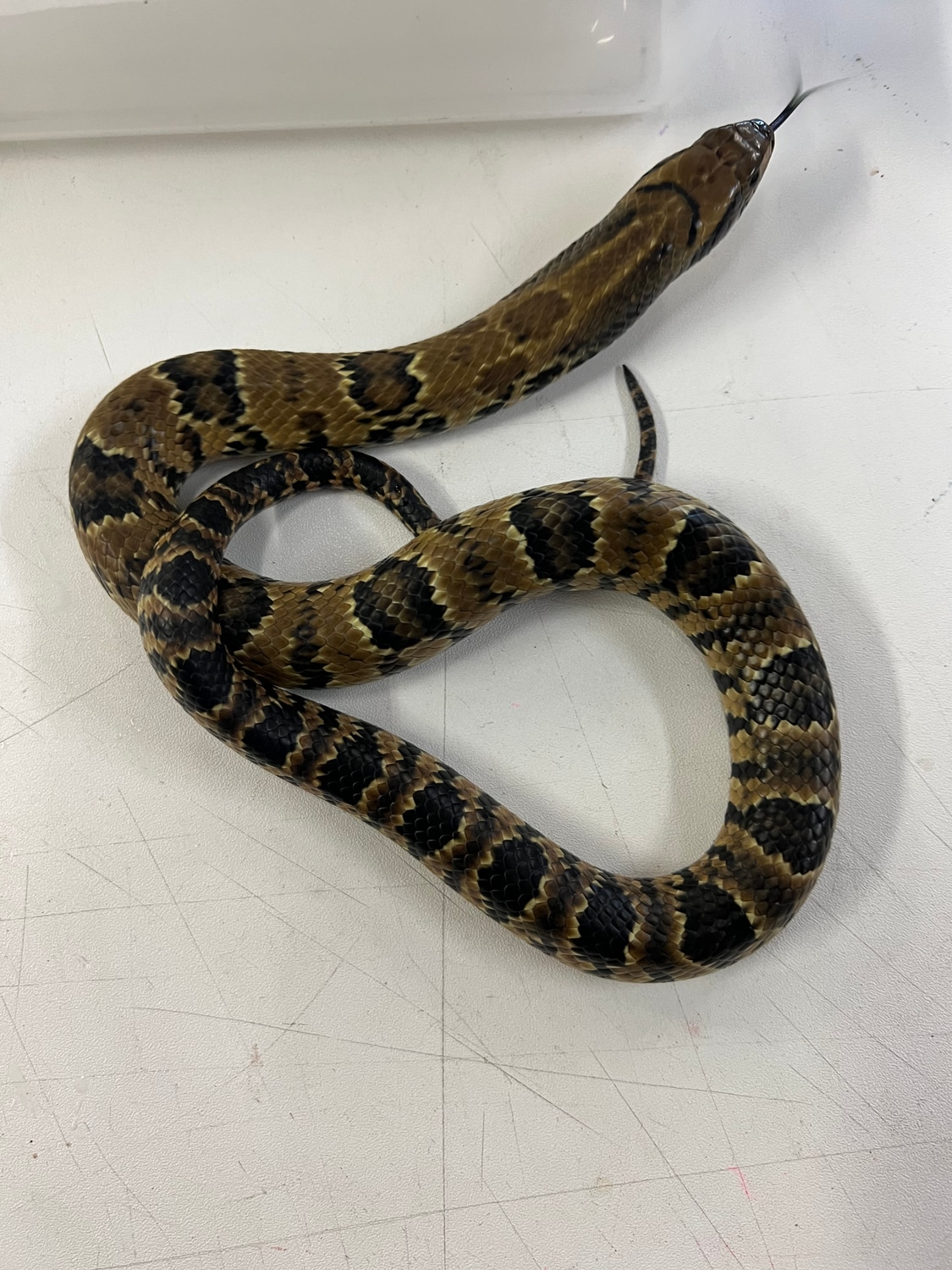 False Water Cobras Other Colubrid by CnB Reptile - MorphMarket