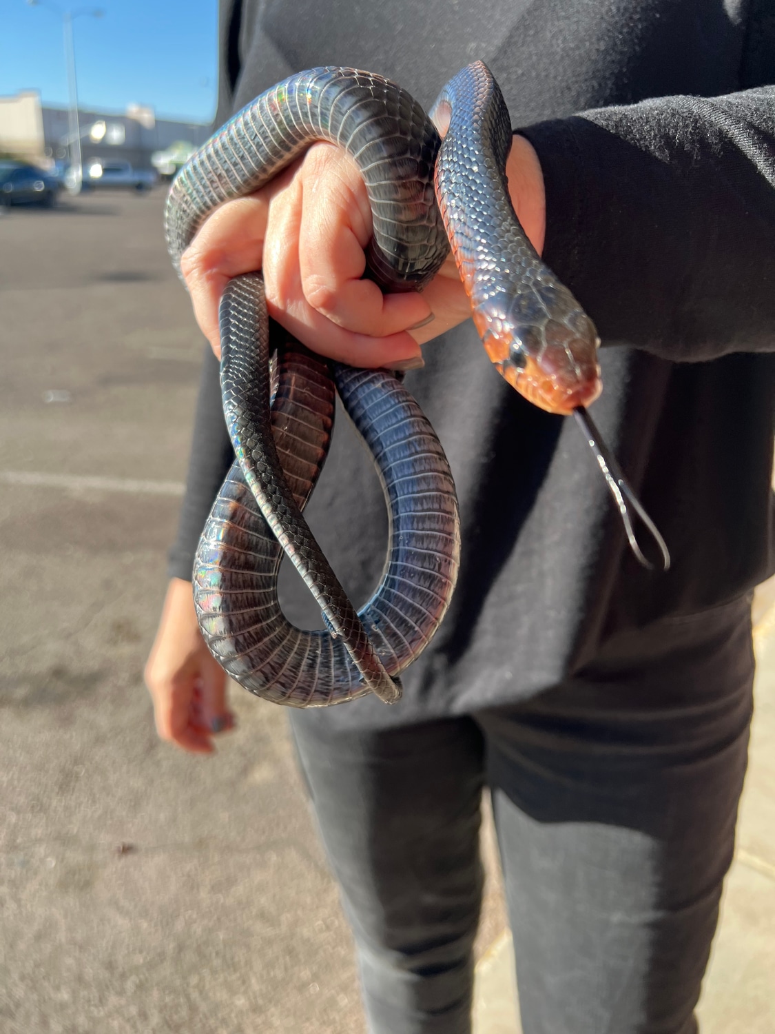 Eastern Indigos Cribo & Indigo Snakes by CnB Reptile - MorphMarket