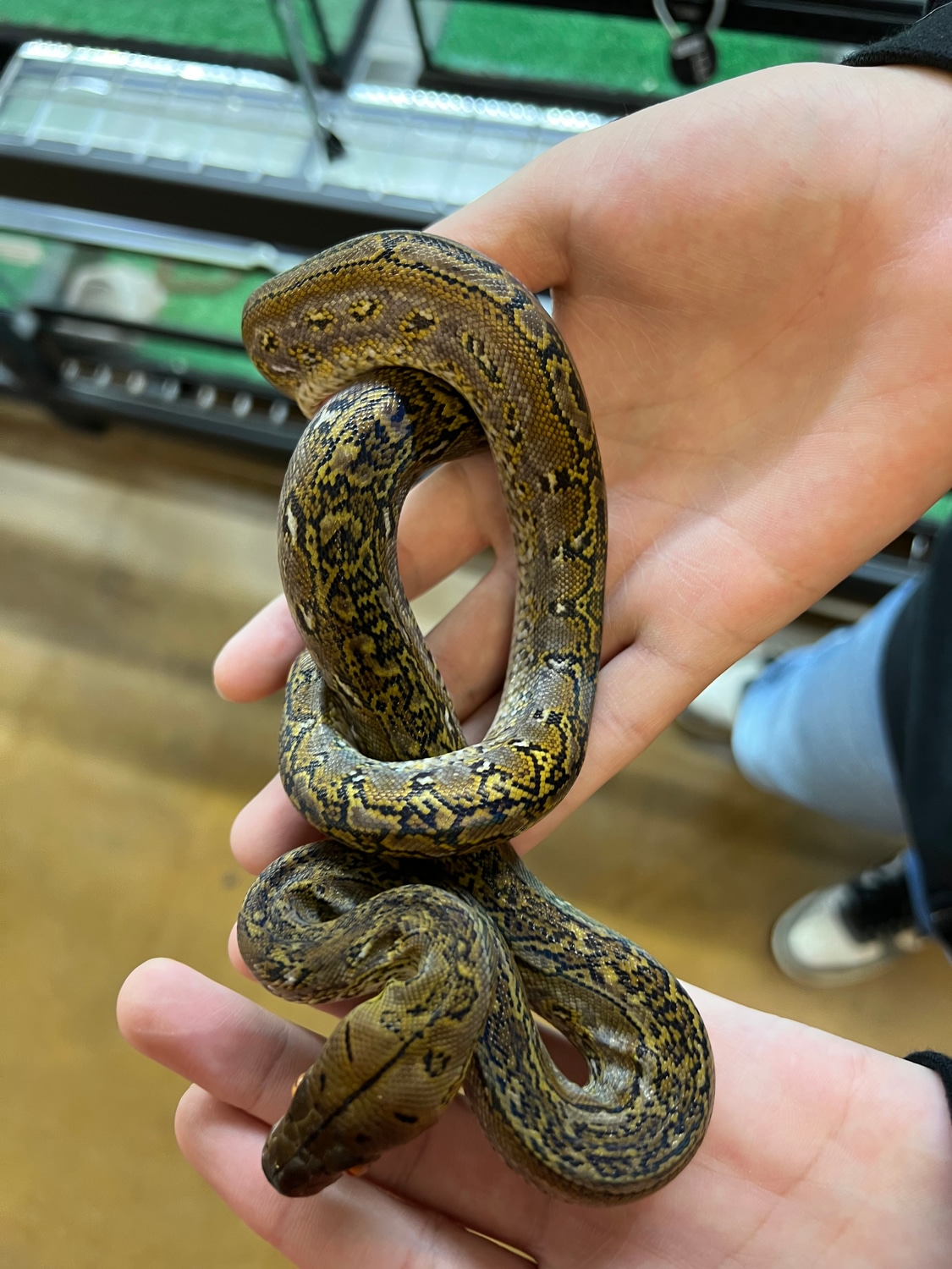 SD Marble 66% Het Anery Reticulated Python by CnB Reptile - MorphMarket
