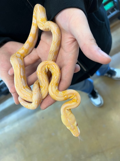 Super Dwarf White Albino Tiger Reticulated Python by CnB Reptile