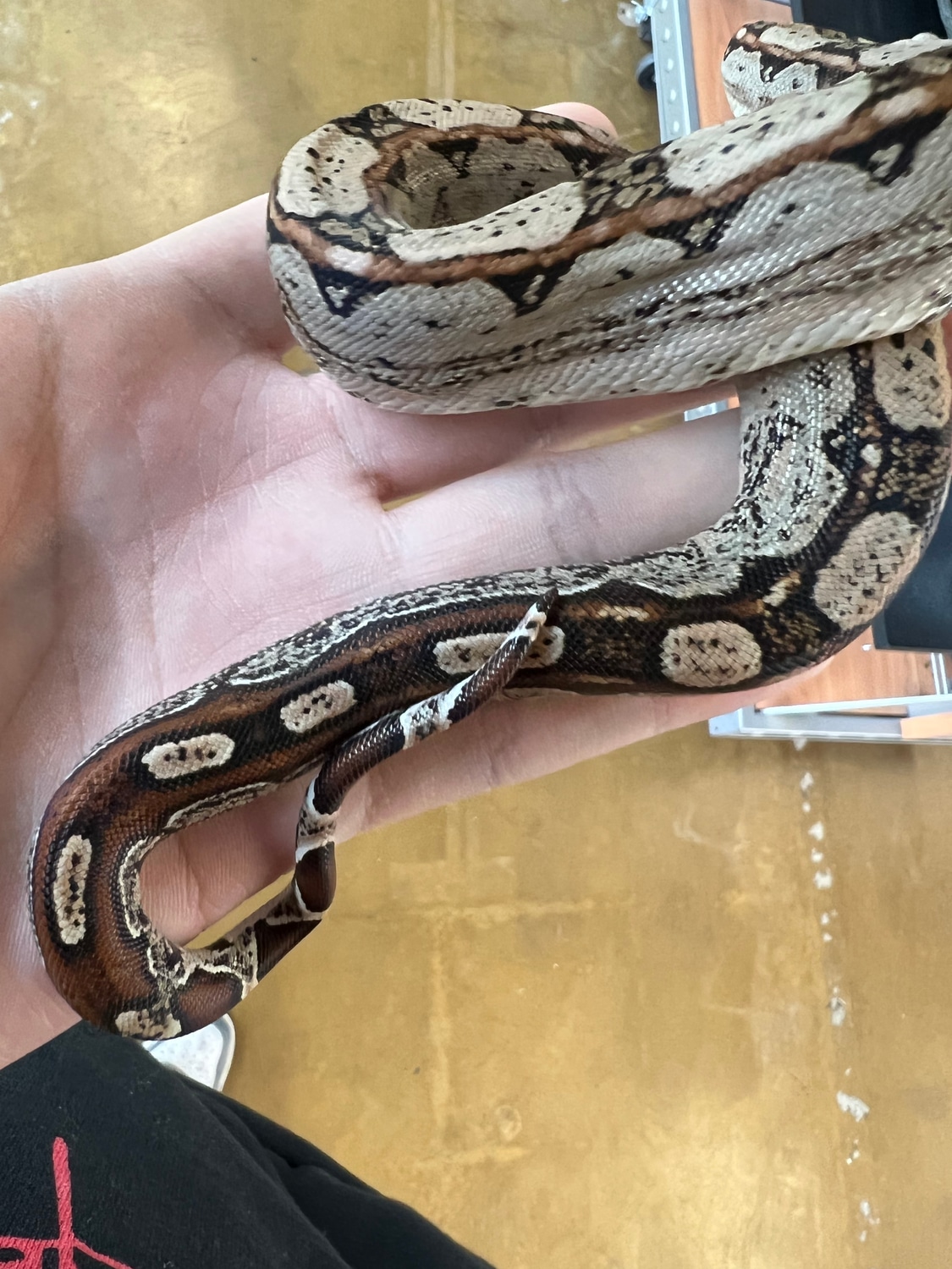 Lipstick Keltic 66% Kahl Albino Boa Constrictor by CnB Reptile ...