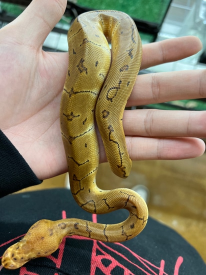 Pinstripe Clown Ball Python by CnB Reptile