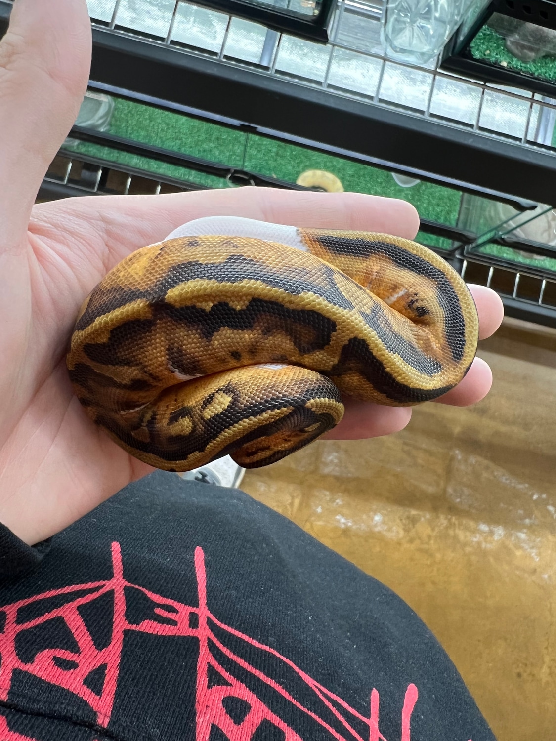 Pied Possible GHI Ball Python by CnB Reptile - MorphMarket