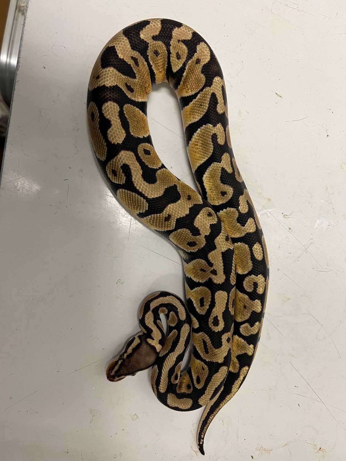 Pastel Het Grail Ball Python by CnB Reptile - MorphMarket