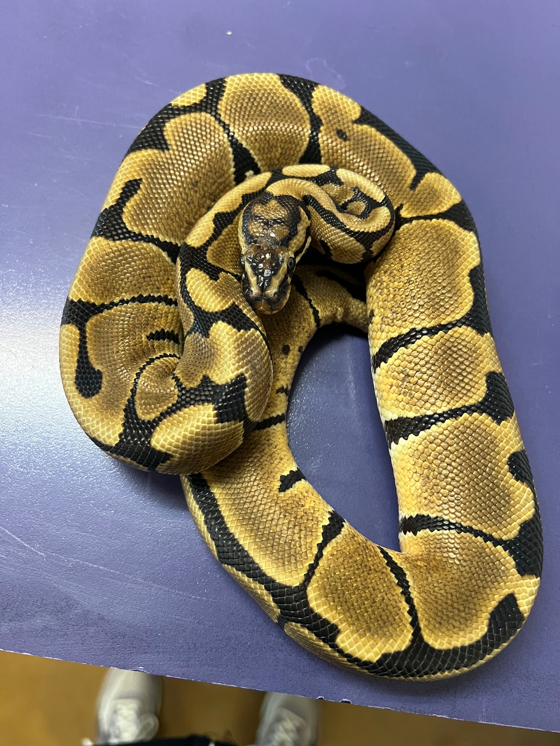 Blade Spotnose Het Clown Het Lavender Albino Ball Python by CnB Reptile ...