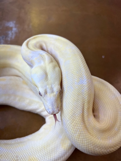 Kahl Albino Motley Het RDR Blizzard Boa Constrictor by CnB Reptile