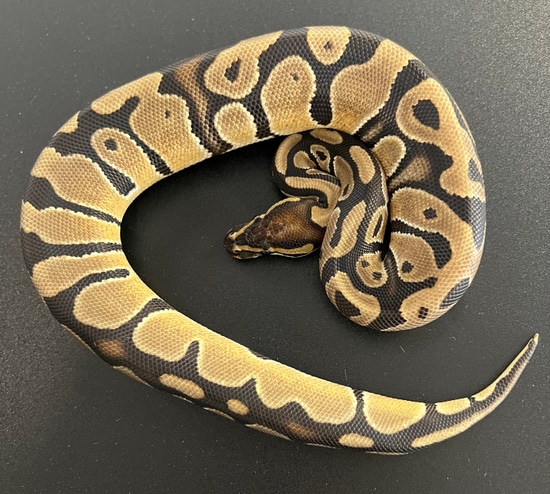 Orange Dream Het Pied Ball Python by CnB Reptile