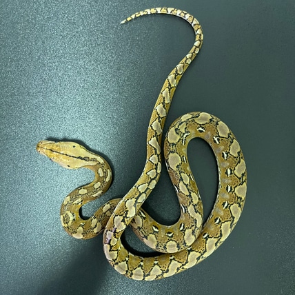 CnB Reptile - MorphMarket