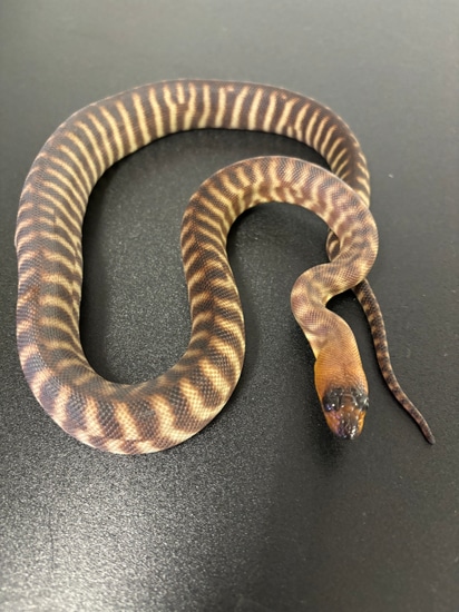 Woma Python by CnB Reptile