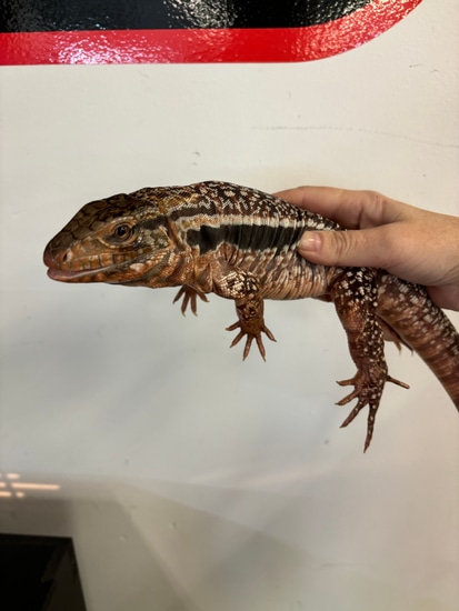 Red Tegu Argentine Tegus by CnB Reptile