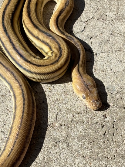 1.0 Super Dwarf SUPER TIGER HET ANERY PH PURPLE Reticulated Python by ...