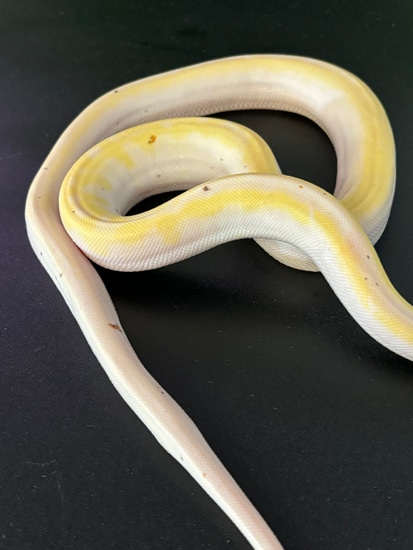 Cow Reticulated Python by CnB Reptile