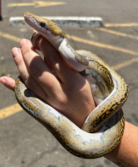 Pied Mainland Reticulated Python by CnB Reptile
