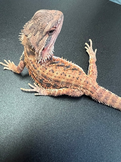 Red Monster Line Central Bearded Dragon by CnB Reptile