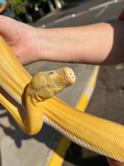 Lavender Goldenchild Tiger Pos. Motley Pos. Het Anery Reticulated ...