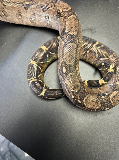Nicaraguan Dwarf Boa Boa Constrictor by CnB Reptile
