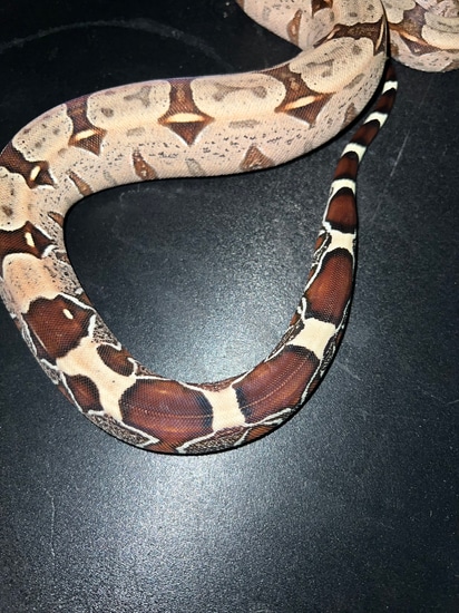 Suriname Red Tailed Boa Constrictor True Red-Tailed Boa Constrictor by ...