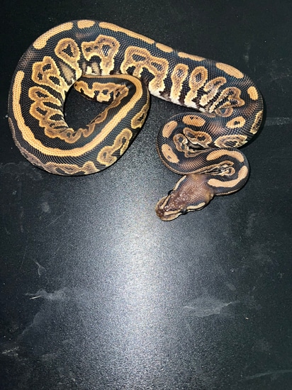 Orange Dream Black Pastel Ball Python by CnB Reptile