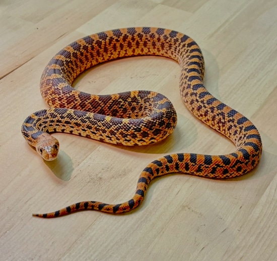 Red Bullsnake by CnB Reptile