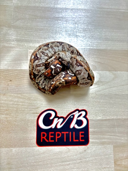 2024 1.0 Costa Rican Boa Boa Constrictor by CnB Reptile