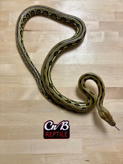 Superdwarf Graniteback Tiger 100% Het Anthrax Reticulated Python by CnB ...