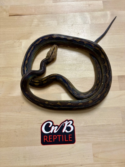 Golden Child Tiger 100% Het Anery Reticulated Python by CnB Reptile