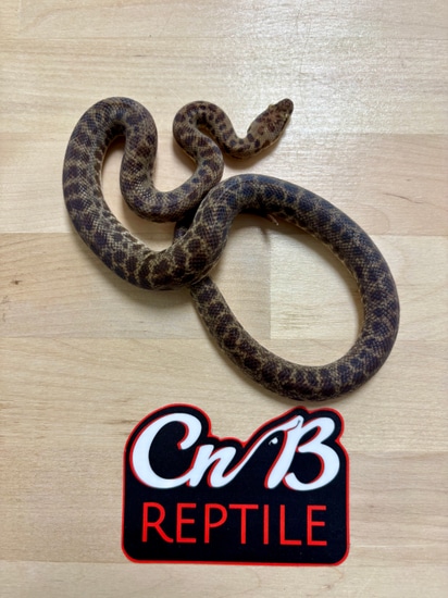 0.1 Spotted Python by CnB Reptile