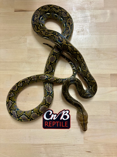 Super Dwarf Graniteback Wildtype 100% Het Anthrax Reticulated Python by ...