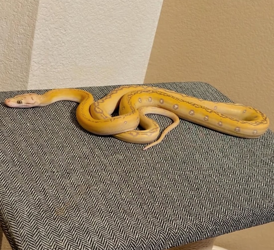 Dwarf Purple Snow Goldenchild Reticulated Python by CnB Reptile