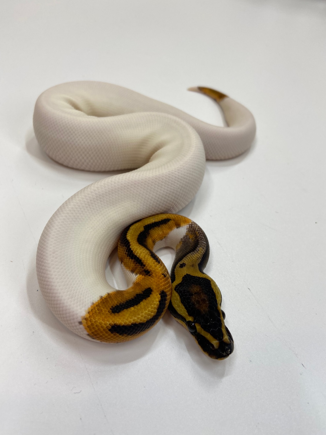 Piebald 100% Het Clown 66% Het Lavender Albino Ball Python by Malo ...