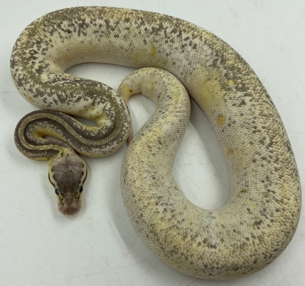 Super Pastel Cinnamon Brite Possible YB 100% Het Piebald Ball Python by ...