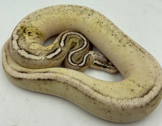 Super Pastel Cinnamon Possible Brite YB 100% Het Piebald Ball Python by ...