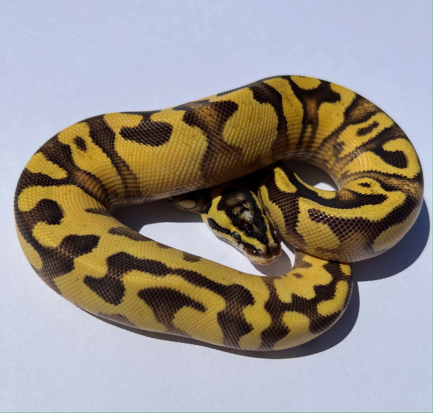 Pastel Enchi Yellow Belly 100% Het Pied Male 2022 Ball Python by Malo ...