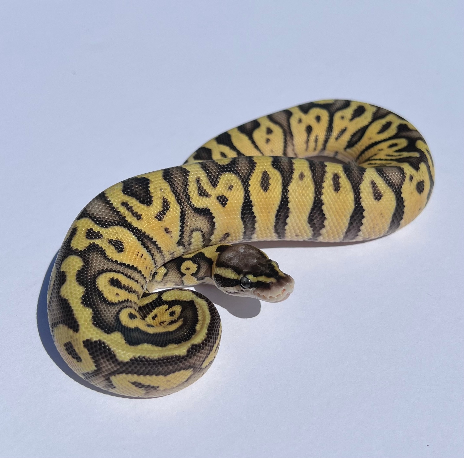 Pastel Fire Possible YB 100% Het Pied Male 2022 Ball Python by Malo Reptiles - MorphMarket