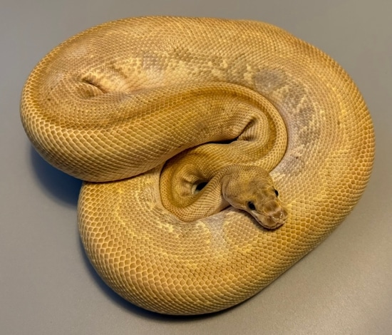 Lesser Clown Adult Female 2019 Ready To Breed Ball Python by Malo Reptiles